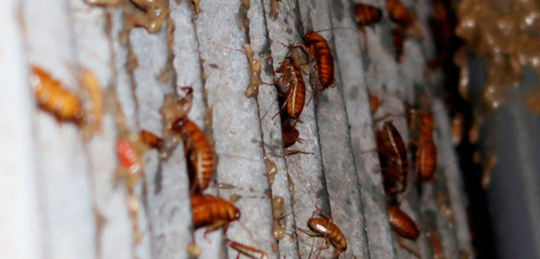 Ciclo de vida de las cucarachas 】Conócelo para su control