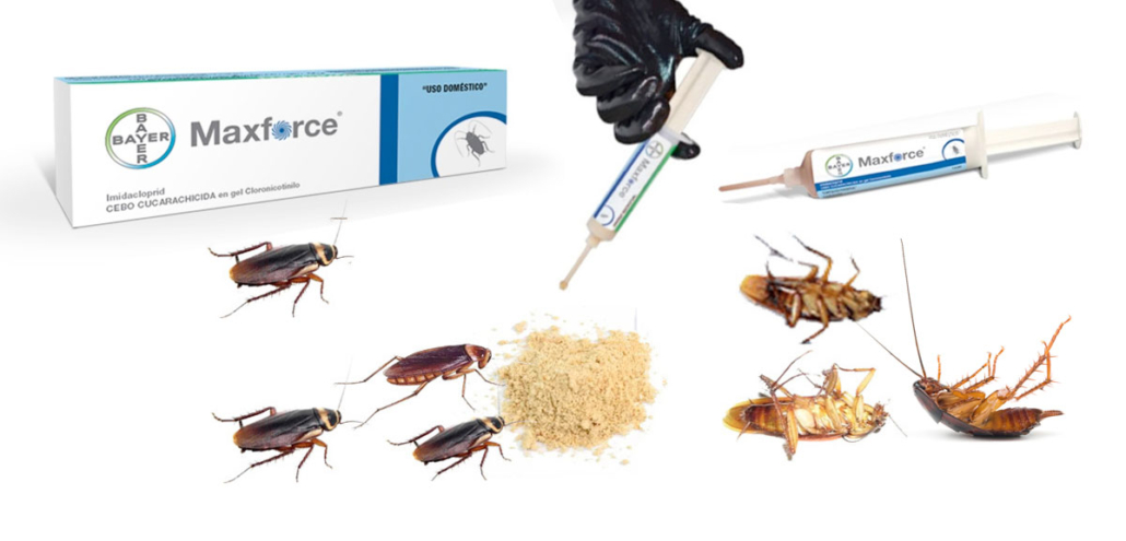 Cucaracha Alemana: 】- ¿Cómo controlar esta plaga?