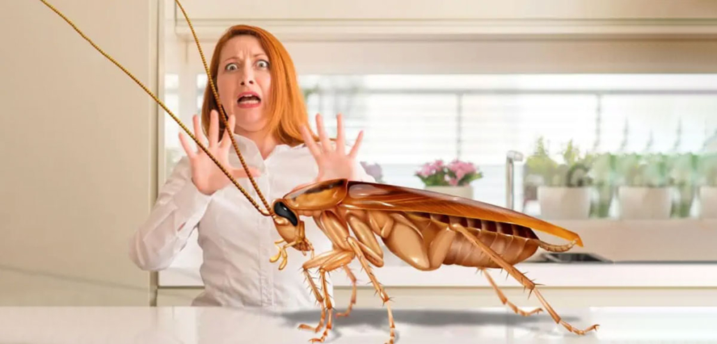 Ciclo de vida de las cucarachas 】Conócelo para su control