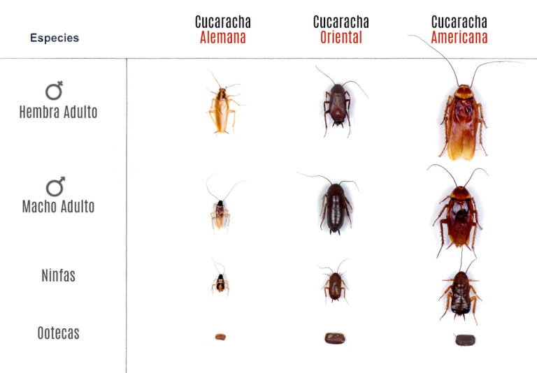 Ciclo de vida de las cucarachas 】Conócelo para su control