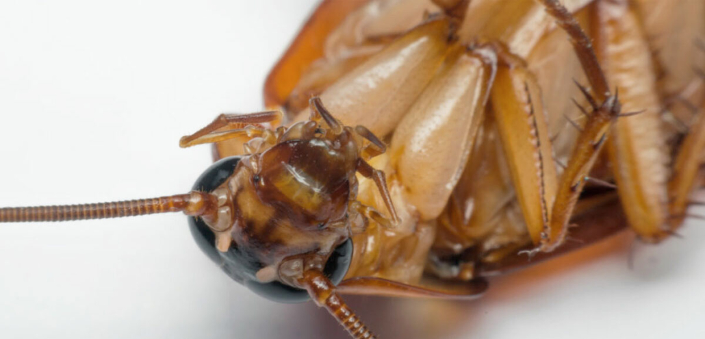 Cucaracha Alemana: 】- ¿Cómo controlar esta plaga?