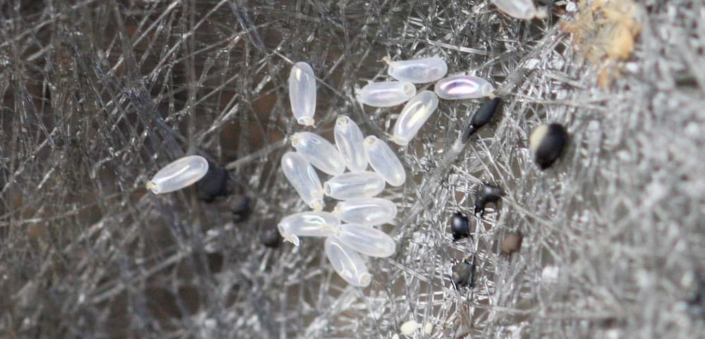 Chinches: ¿Dónde se esconden? 】 - Como localizarlas