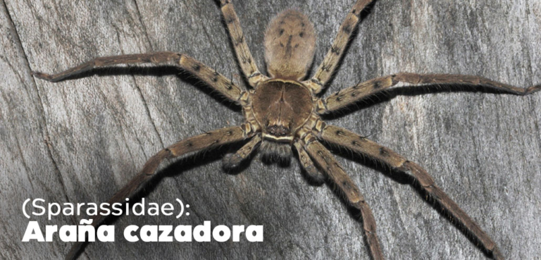 Tipos de Arañas de Monterrey y Nuevo León 】 - Fumigar 9m2