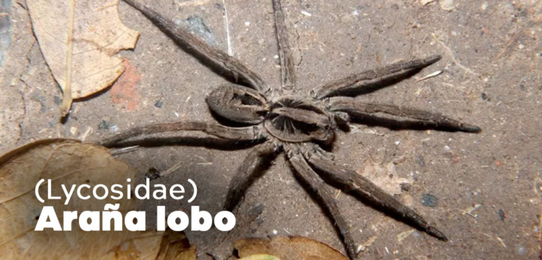 Tipos de Arañas de Monterrey y Nuevo León 】 - Fumigar 9m2