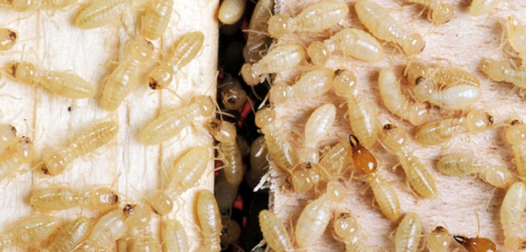 Termitas de concreto: ¿Cómo es la termita de concreto? 】