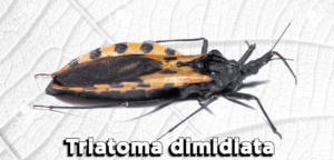 【Chinches besuconas】(Tipos, picadura, síntomas, changas)