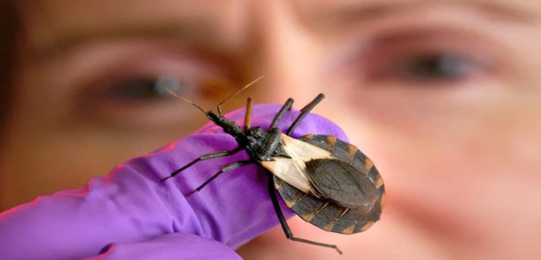 【Chinches besuconas】(Tipos, picadura, síntomas, changas)